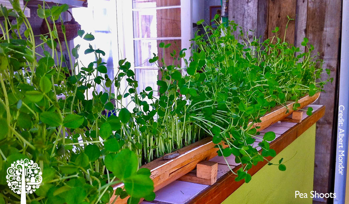 How Indoor Farms Are Changing Agriculture And Leading To Food Security