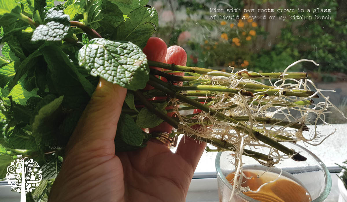 Budget-Friendly Ways To Grow Food | Garden Culture Magazine