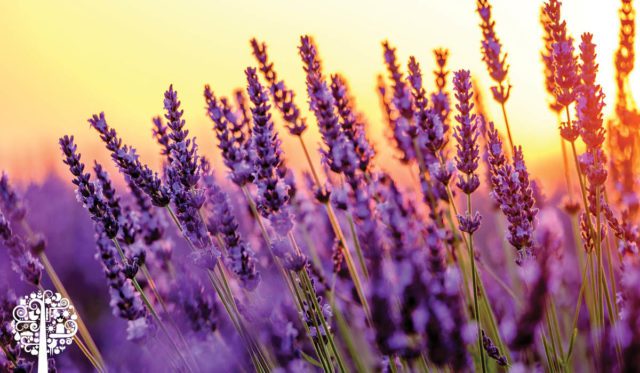 Grow Lavender For Its Many Wonderful Medicinal Properties