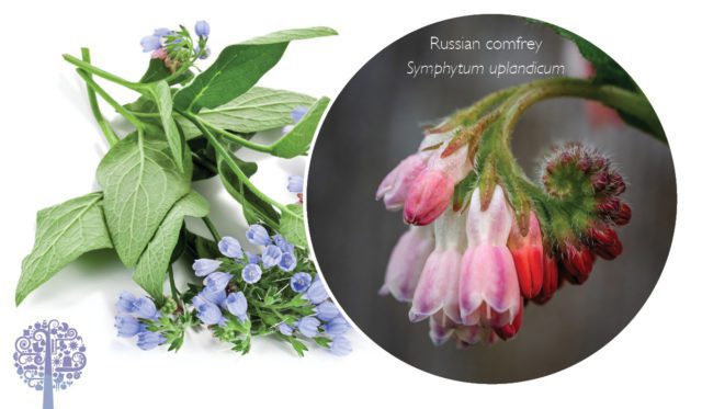 The Stench Of Power: Making Comfrey Tea | Garden Culture Magazine