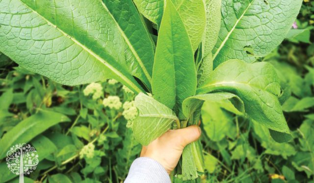 The Stench Of Power: Making Comfrey Tea | Garden Culture Magazine