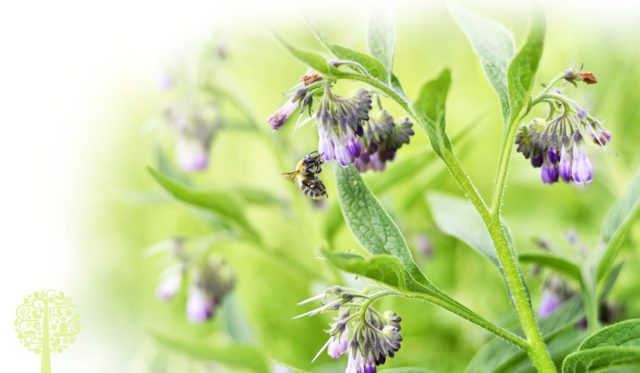 Comfrey In The Garden: A Powerful Medicinal Weed
