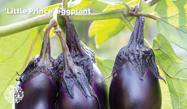 Growing Micro Fruits, Veggies, and Herbs in Tiny Spaces | Garden ...