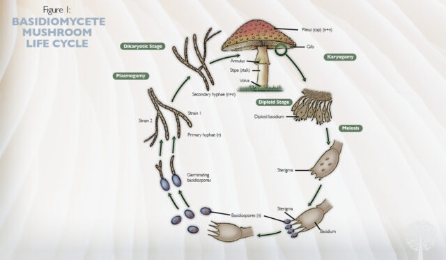 So, You Want To Grow Mushrooms? Mushroom Mating Types Explained ...