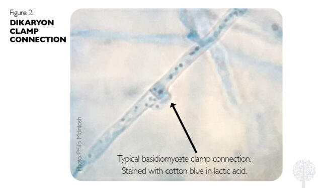 Mushroom Mating: Discover How to Grow Mushrooms | GCM