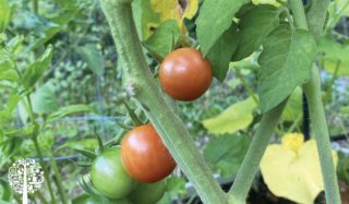 Make This Easy DIY Organic Spray To Help Control Blight In The Garden ...