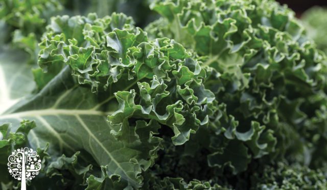 Celebrating National Kale Day | Garden Culture Magazine