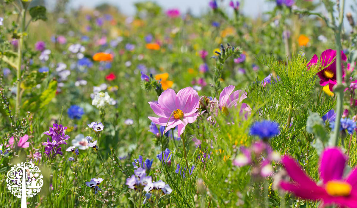 Plant A Native Garden Your Neighbors Will Love | – Nature's Gateway