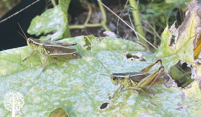 | Garden Culture Magazine