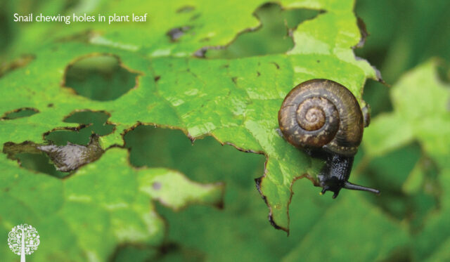 Disastrous Insect Pests In The Garden | GCM