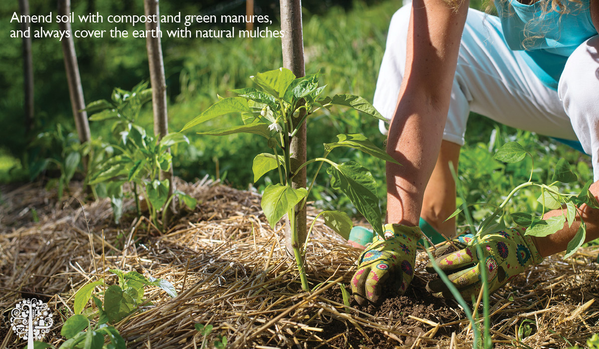 Discover Regenerative Gardening | Garden Culture Magazine