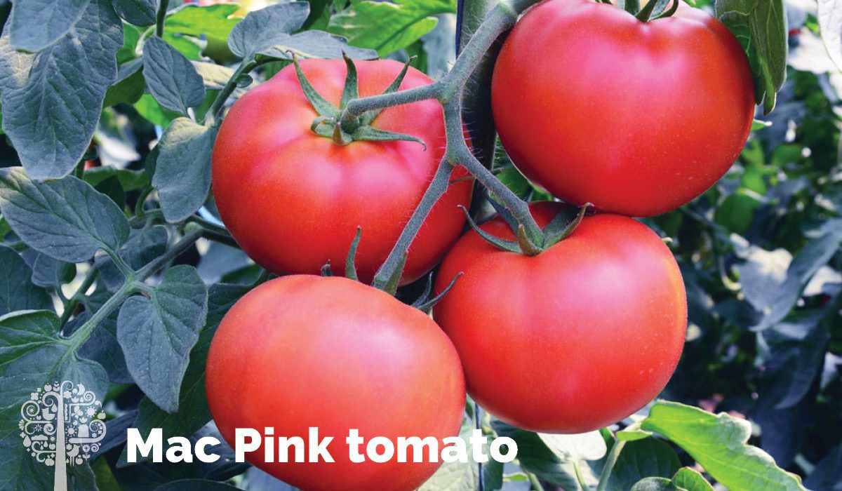 Culinary Delights: How To Grow A Salsa Garden