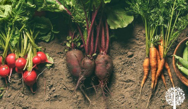 Seasonal Spotlight: Beets A Delicious and Nutritious Cold Weather Food ...