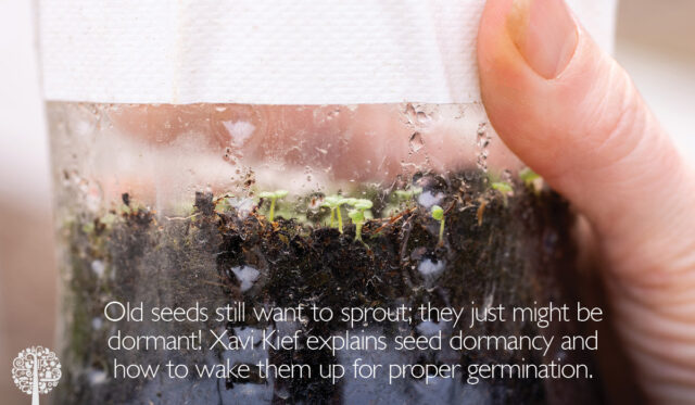 Seed Dormancy: Great Ways To Spark Germination | GCM