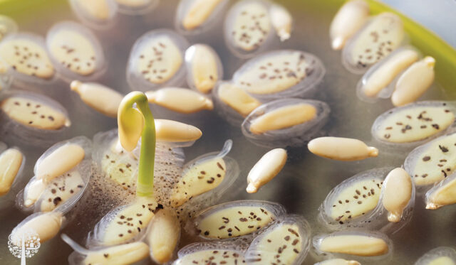 Seed Dormancy: Great Ways To Spark Germination | GCM