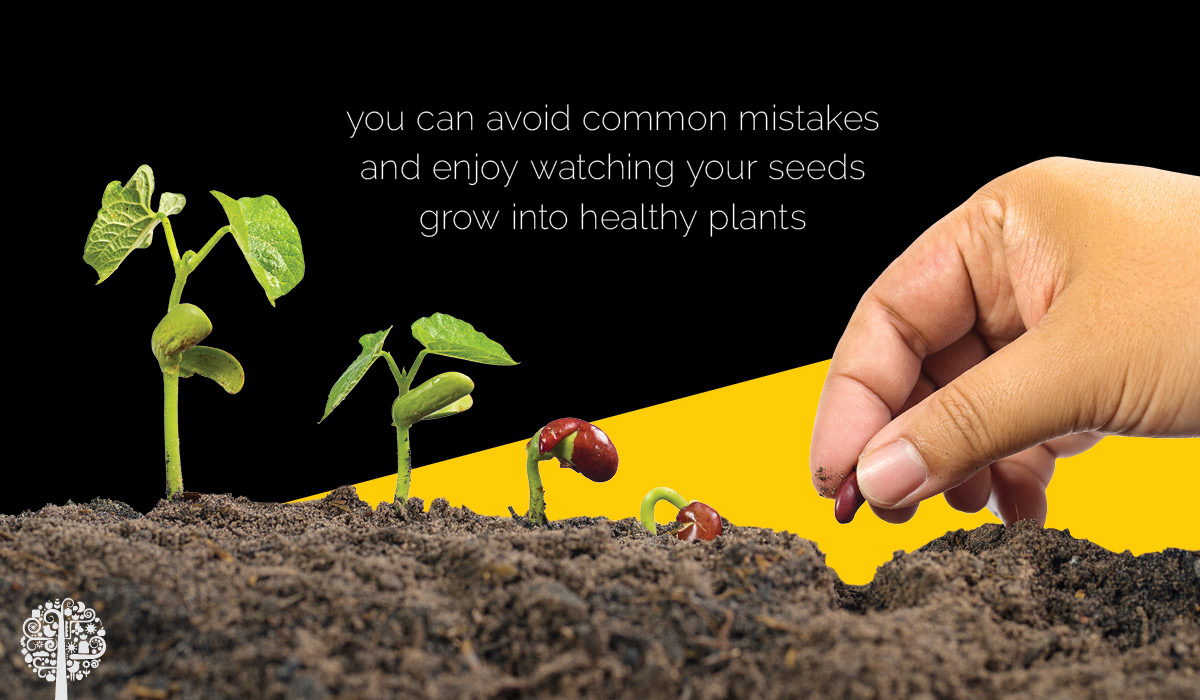 Common Mistakes When Starting Seeds – Nature's Gateway