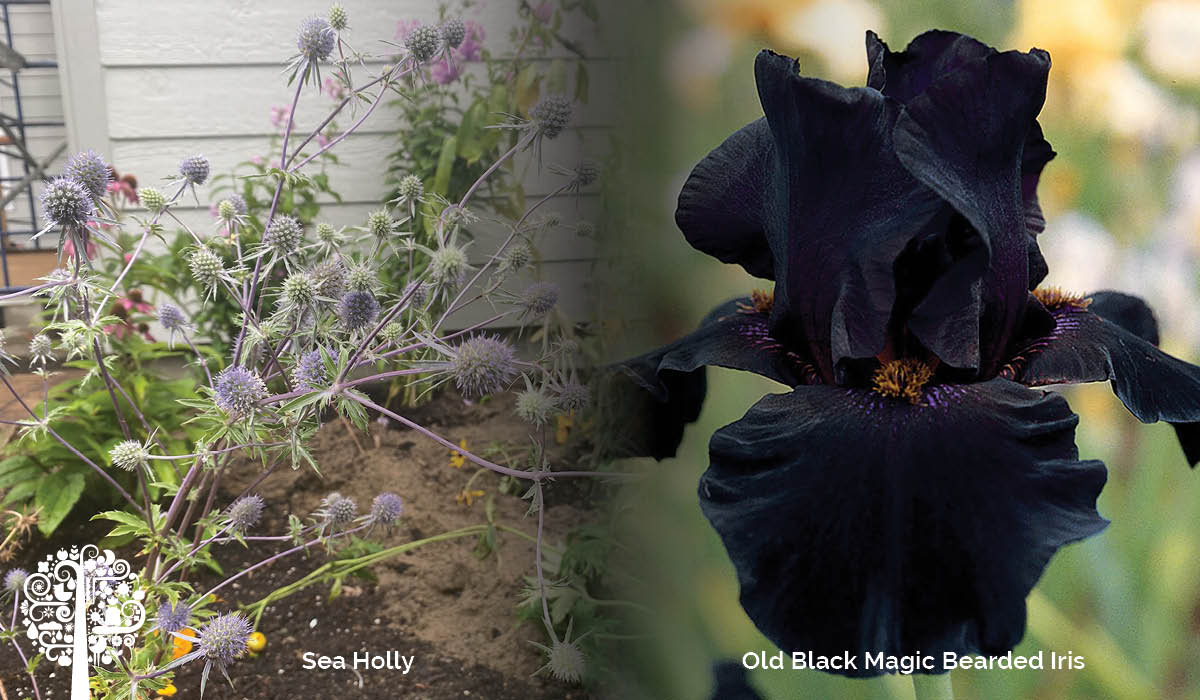 Spooky Plants And Halloween Horror In The Garden | Garden Culture Magazine