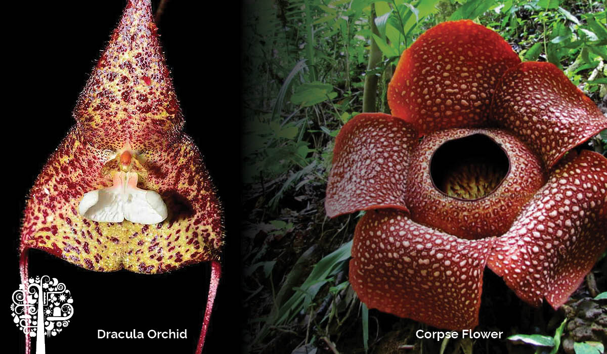 Spooky Plants And Halloween Horror In The Garden | Garden Culture Magazine