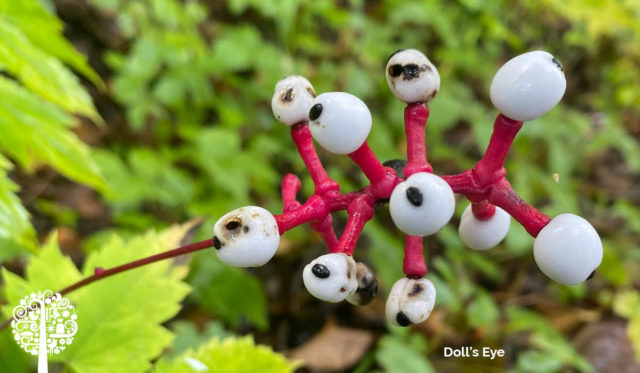 Spooky Plants And Halloween Horror In The Garden | Garden Culture Magazine