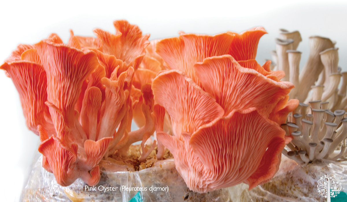 A Grower’s Guide To Staggering Mushroom Harvests | GCM