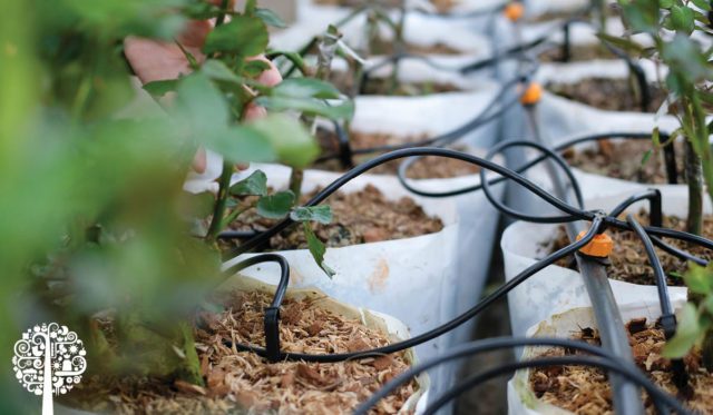 Summer Watering 101: Tips And Tricks For A Thriving Garden