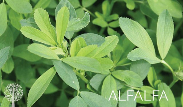 Give Your Seedlings And Roses A Boost With This Easy Alfalfa Tea