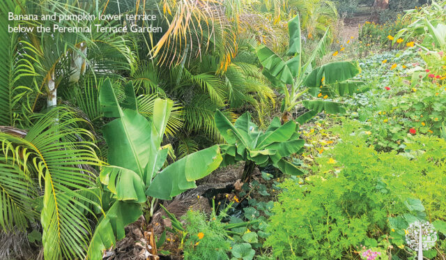 Terrace Gardening: An Easy Guide | Garden Culture Magazine