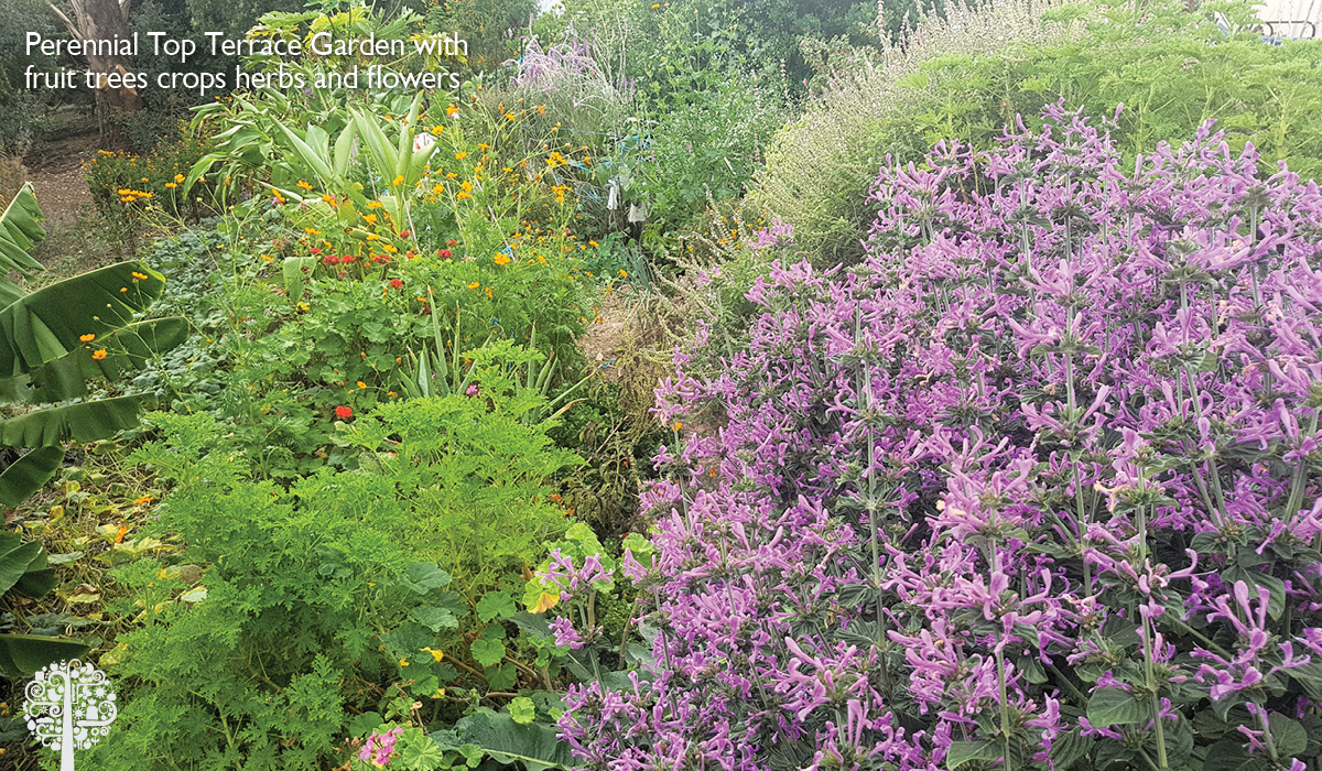 Terrace Gardening: An Easy Guide | Garden Culture Magazine