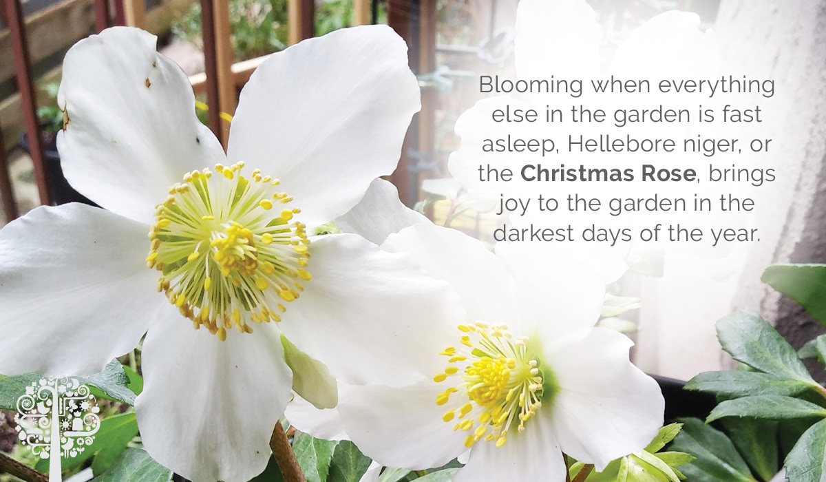 Plant Of The Month: The Christmas Rose Blooms During The Year’s Darkest ...