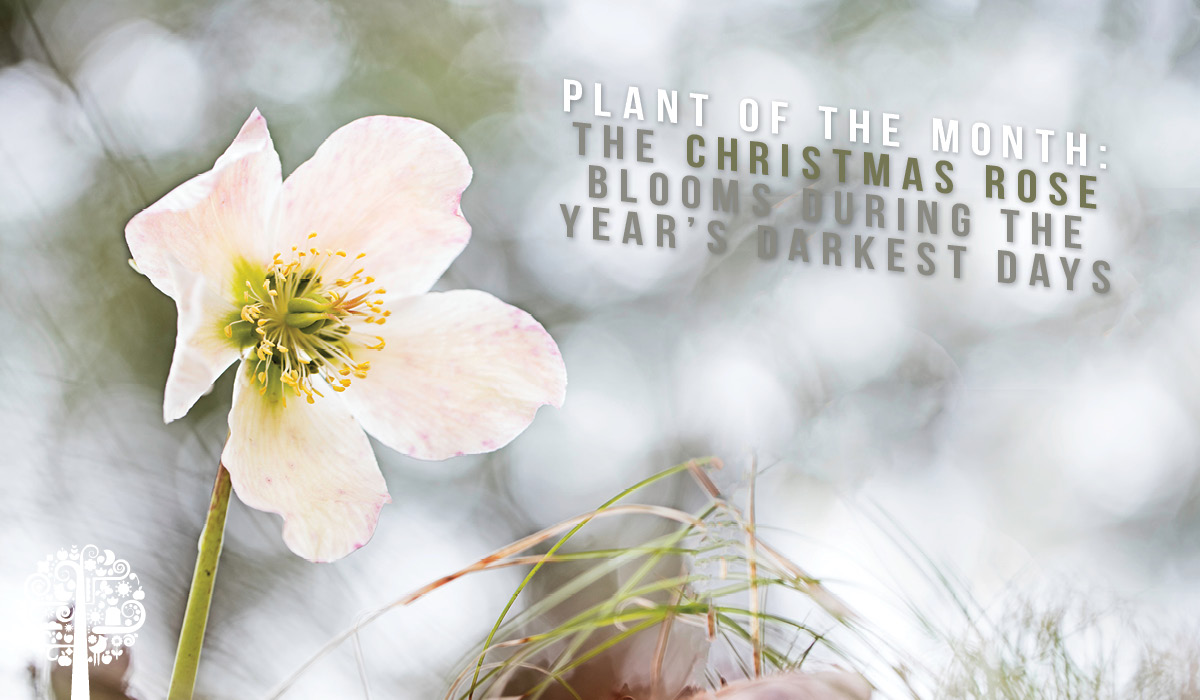 The Christmas Rose Blooms in Darkest Days | GCM