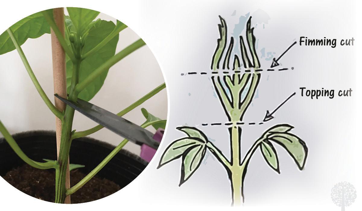 What’s The Early Topping Technique, And How Can It Help Your Grow? | GCM