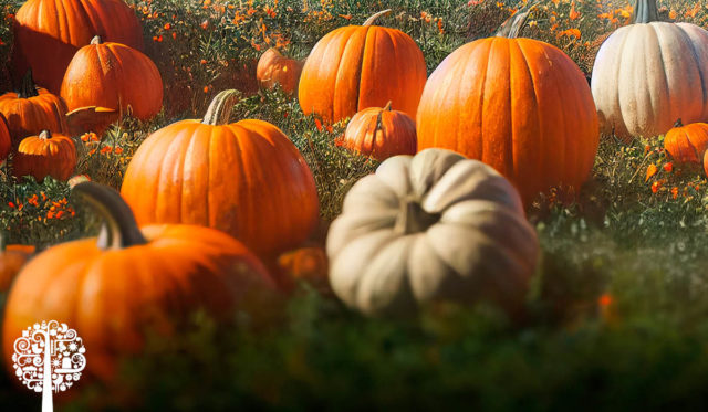 Fit To Be Carved: Finding The Perfect Pumpkin In Time For Halloween