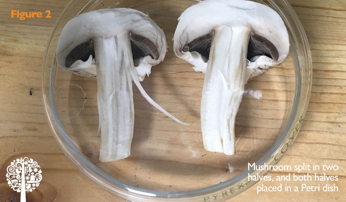 Tissue Culture ll: The Magnificent World Of Mushrooms | GCM