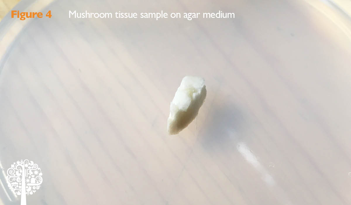 Tissue Culture ll: The Magnificent World Of Mushrooms | GCM