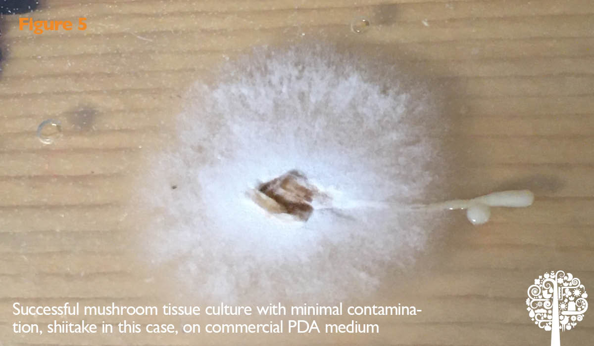 Tissue Culture ll: The Magnificent World Of Mushrooms | GCM