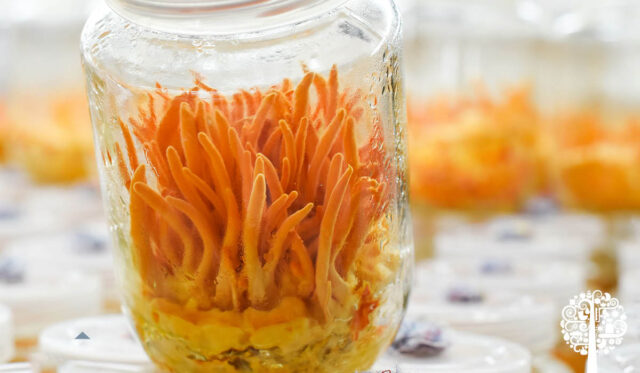 Tissue Culture ll: The Magnificent World Of Mushrooms | GCM