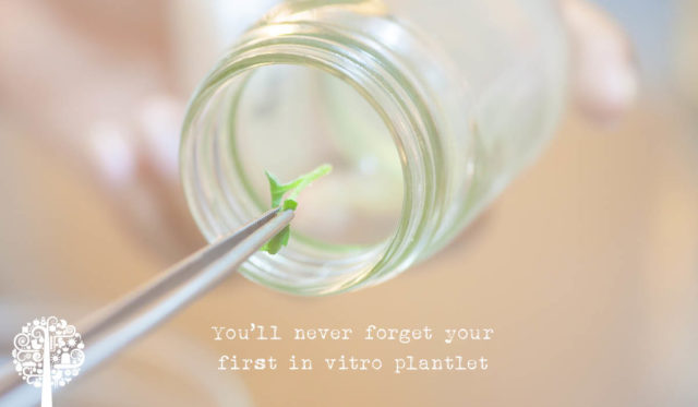 Tissue Culture l: Propagating Plants in Small Spaces | GCM