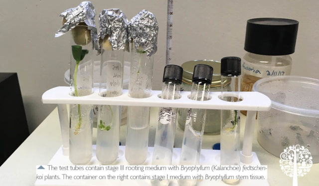 Tissue Culture l: Propagating Plants in Small Spaces | GCM