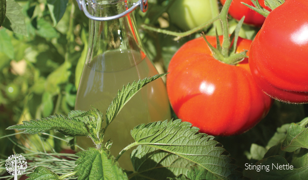 12 Sacrificial Plants to Help Your Edible Garden Grow | GCM