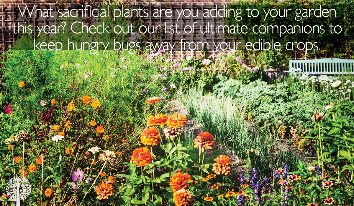 12 Sacrificial Plants to Help Your Edible Garden Grow | GCM