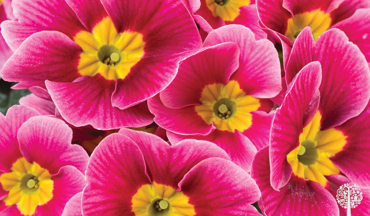 When Primroses Bloom, Spring is Just Around the Corner | GCM
