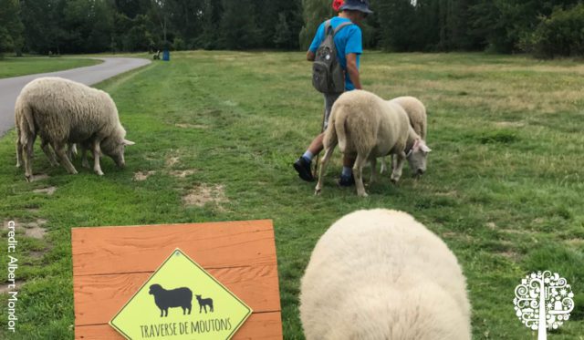 Seeing Is Believing: Urban Sheep and Shepherds – Nature's Gateway