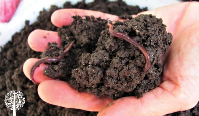 Fight Pests, Diseases, and Improve Soil Health with Vermicast | Garden ...