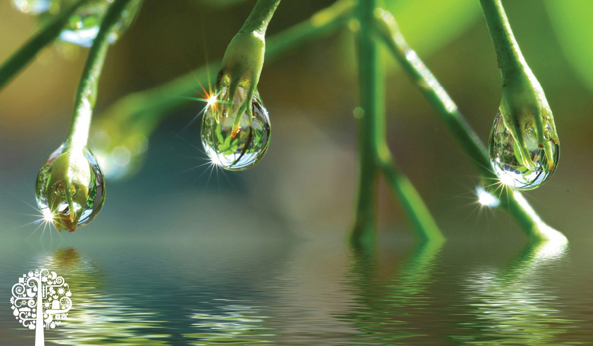Water, Light, And Controlled Environmental Agriculture