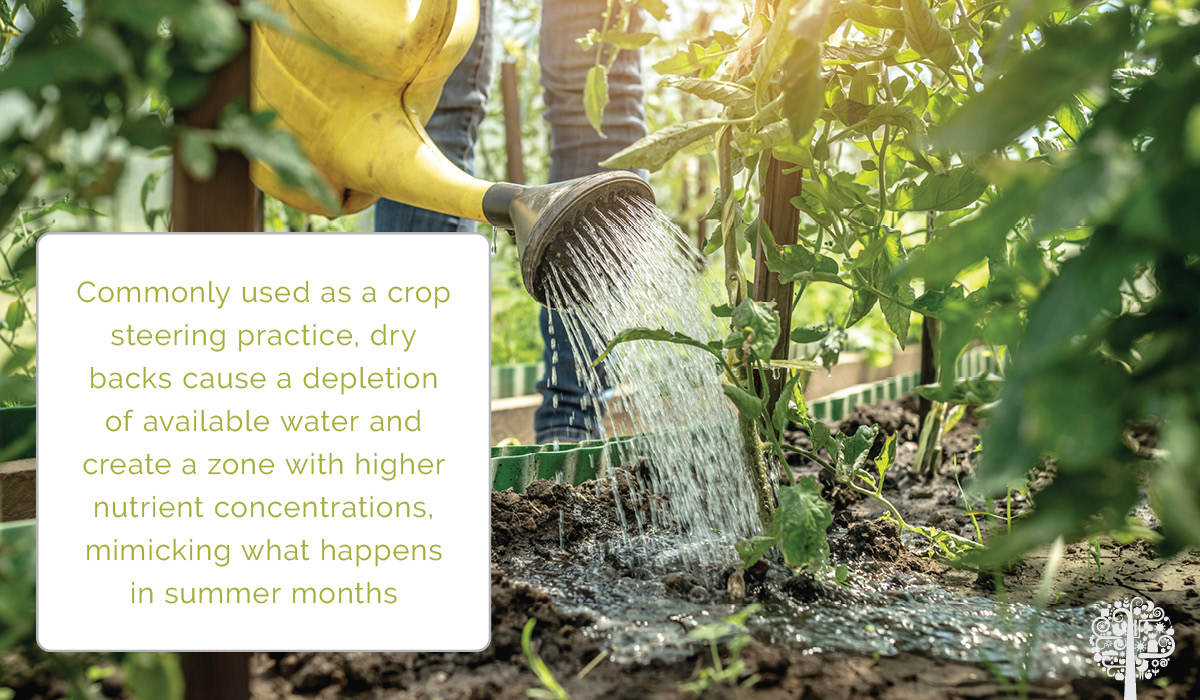 Golden Rules For Watering Your Garden Properly | GCM