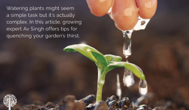 Golden Rules For Watering Your Garden Properly | GCM