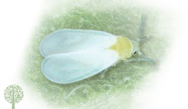 SOS! Preventing and Controlling Whitefly Infestations | Garden Culture ...