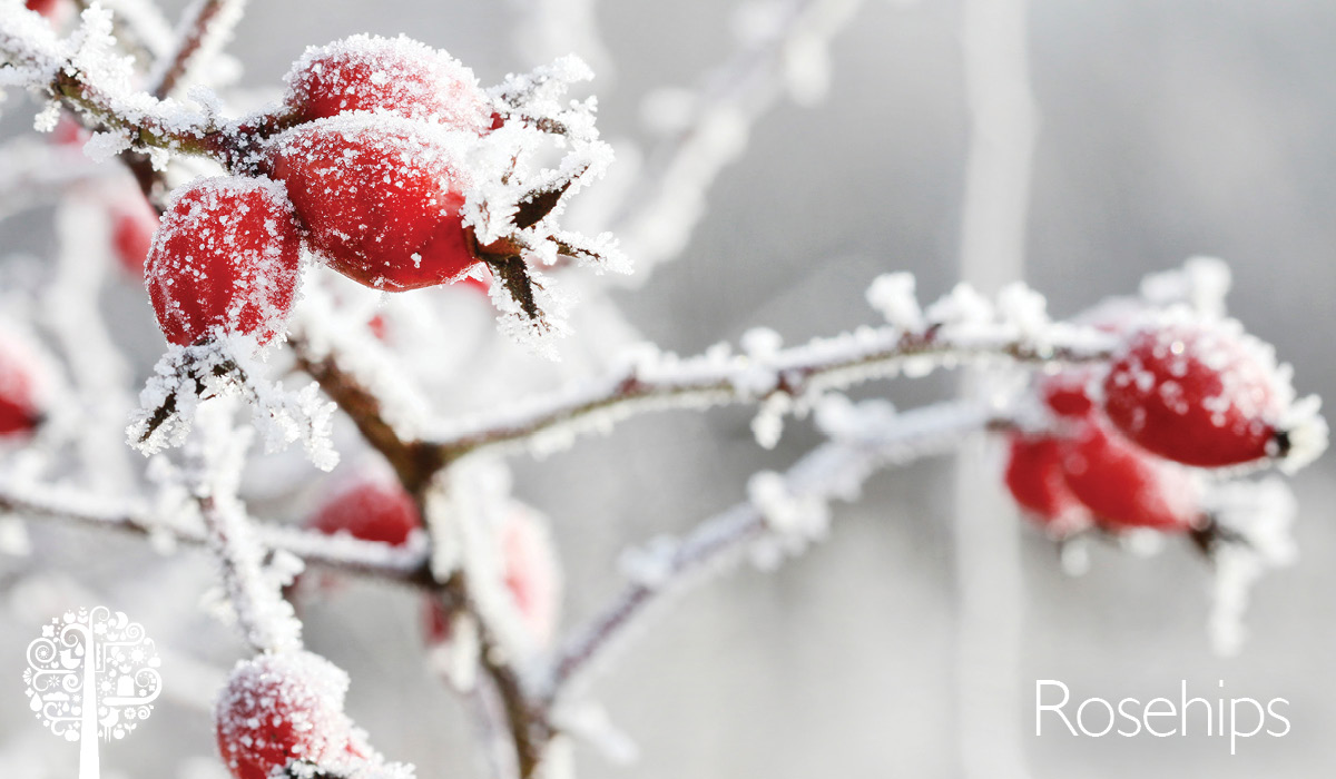 Winter Foraging: Nutritious And Delicious Plants| GCM