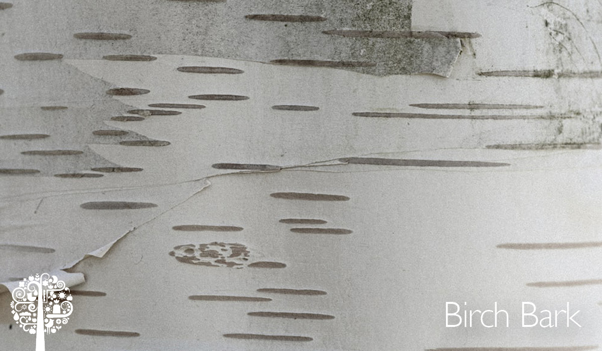 Winter Foraging: Nutritious And Delicious Plants| GCM