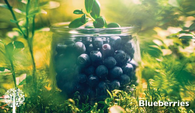 Pollination And Chill Keep Berries Rolling Throughout The Winter ...